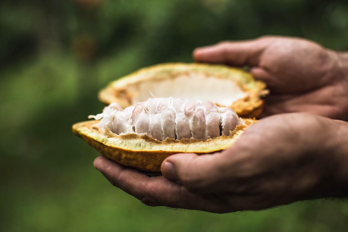 From Bean to Bar in Kaua'i - Culinary Travels